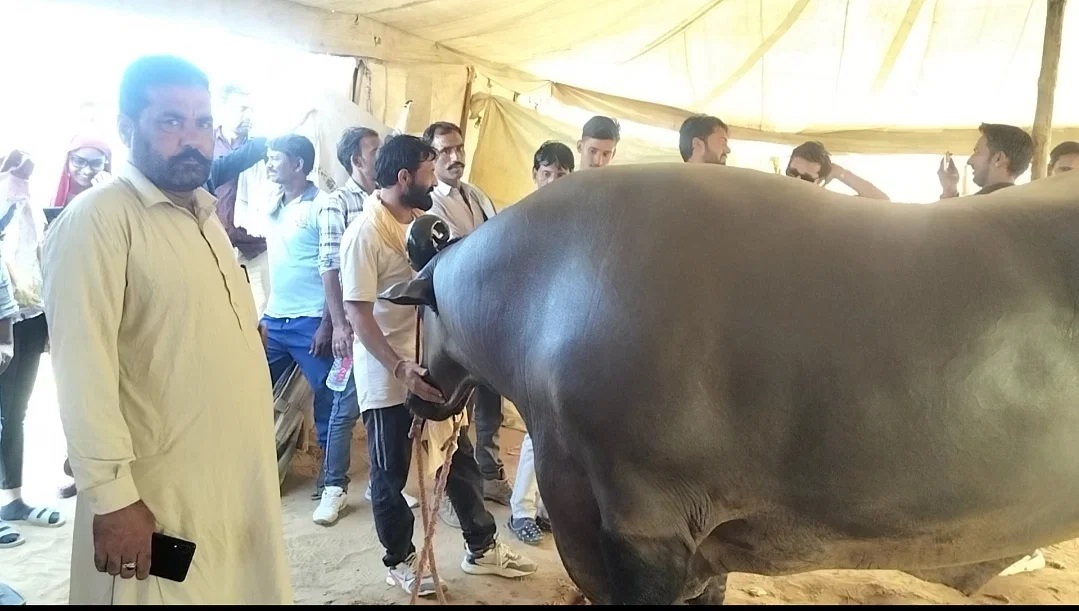 23 ਕਰੋੜ ਦਾ 'ਅਨਮੋਲ' ਝੋਟਾ, ਖਾਂਦਾ ਕਾਜੂ-ਬਦਾਮ, ਪੀਂਦਾ ਦੇਸੀ ਘਿਓ